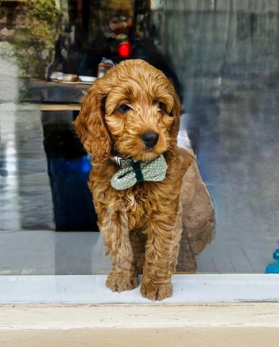 Top 5 Things to Teach Your New Puppy – Stocky & Dee